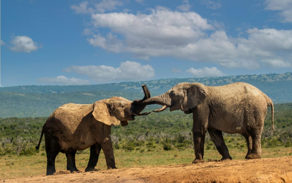 Elephants in Amboseli - Amboseli National Park